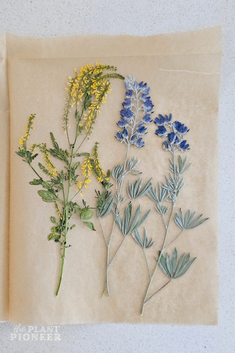 DIY Pressed Flower Art (for free!) – The Plant Pioneer